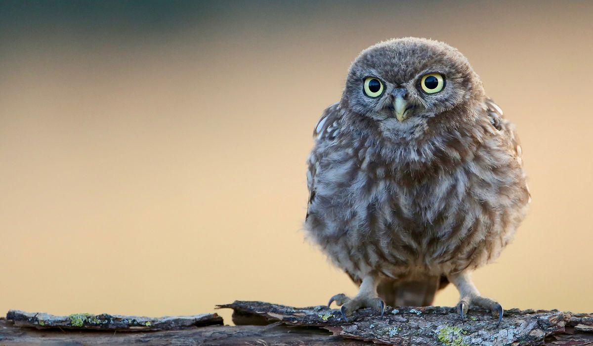 Ce înseamnă când cântă cucuveaua. Superstiţii din tradiţia populară
