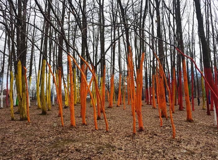 Padurea colorata din localitatea Poienari, judetul Gorj atrage toate ...