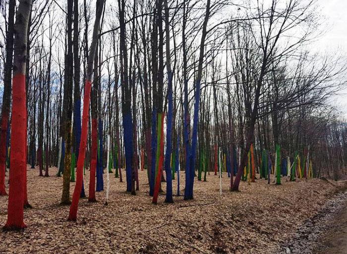 Padurea colorata din localitatea Poienari, judetul Gorj atrage toate ...