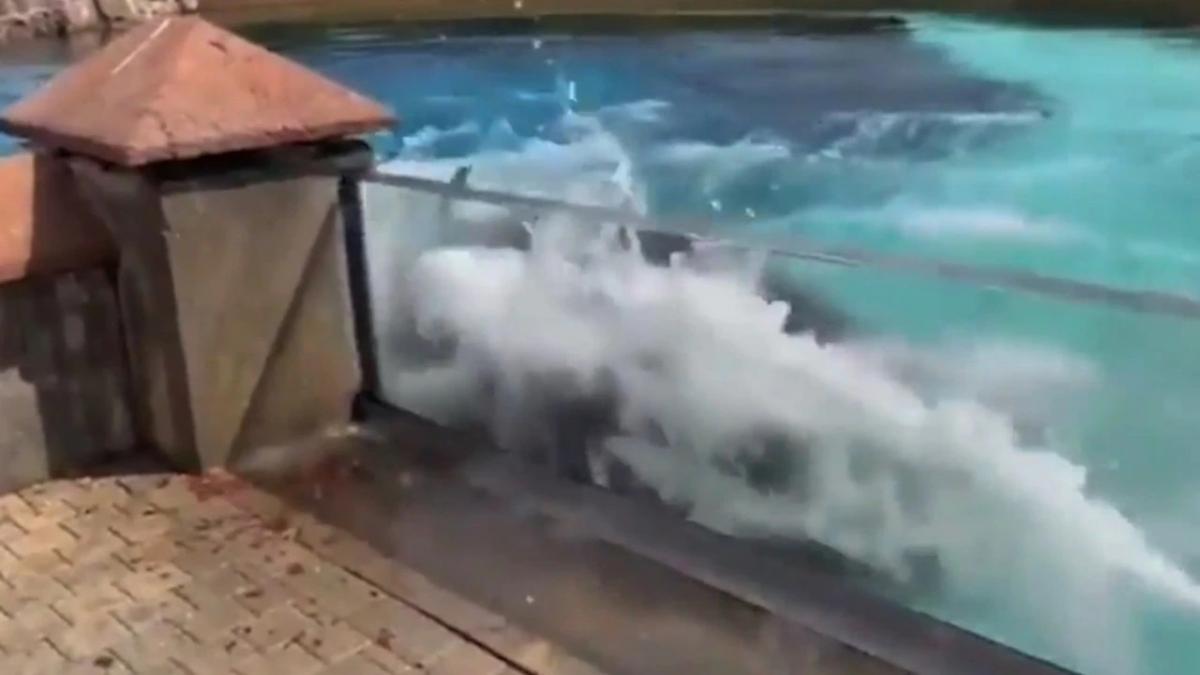 O balenă ucigașă singuratică se izbește cu capul de pereții bazinului ...