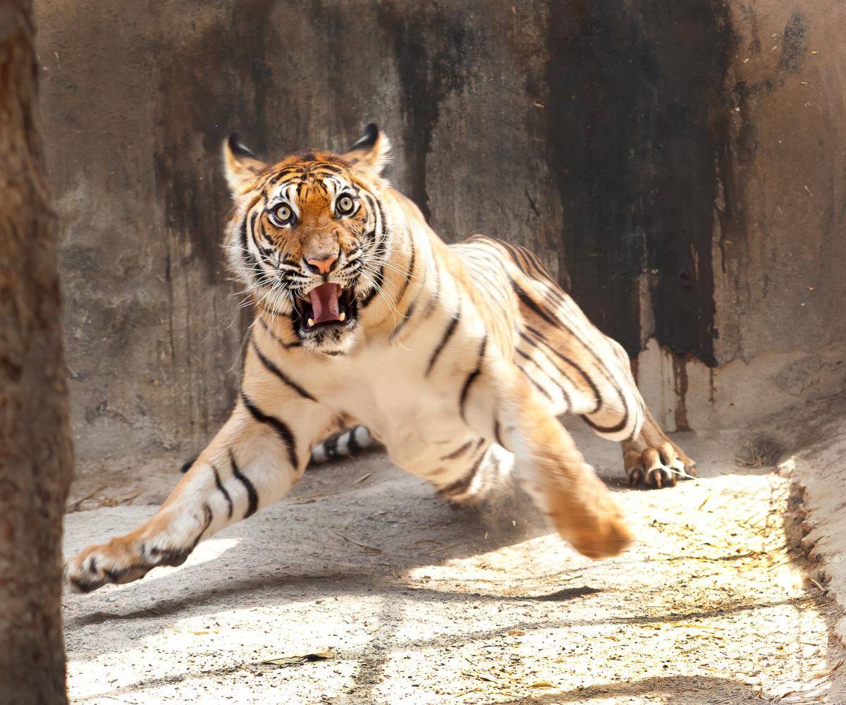 Muncitor pe plantaţie, învingător în lupta cu un tigru feroce. Bărbatul ...