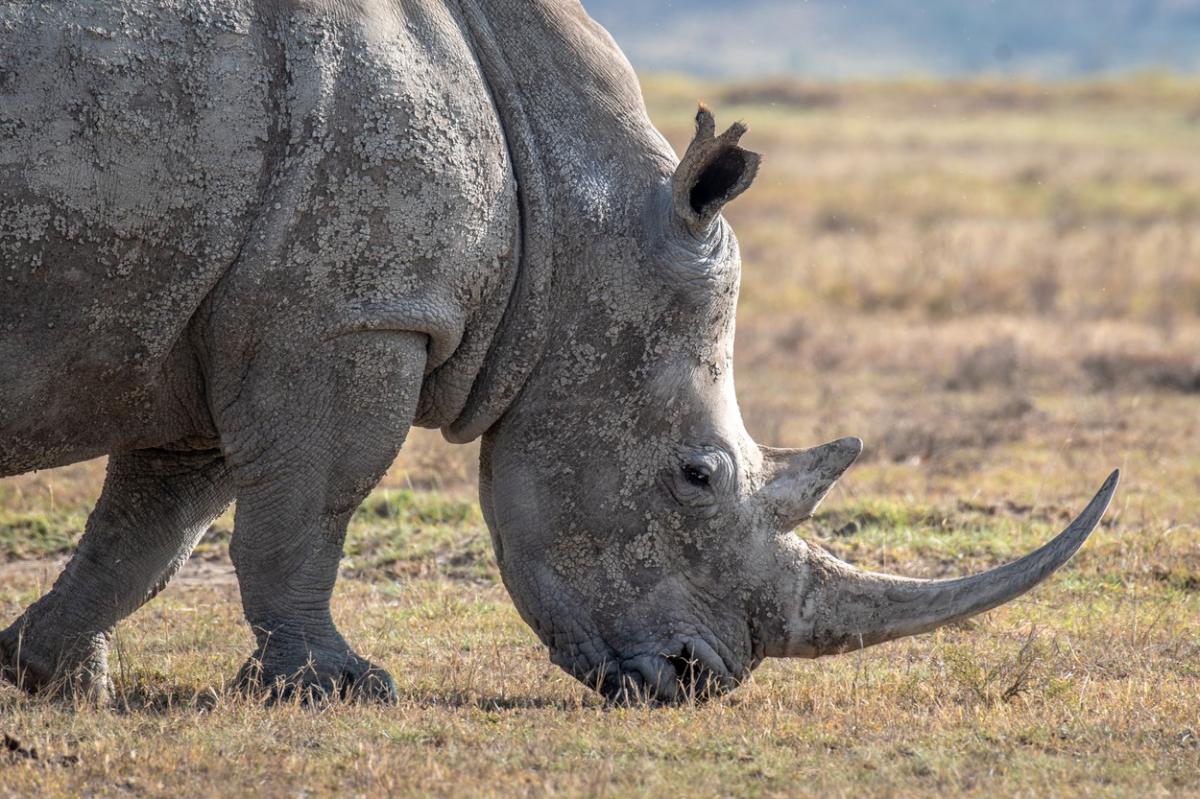 Cea mai mare crescătorie de rinoceri din lume, scoasă la licitaţie. Cât ...