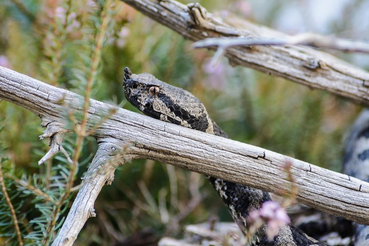 Zone cu vipere în România. Unde există riscul să întâlneşti şerpi ...