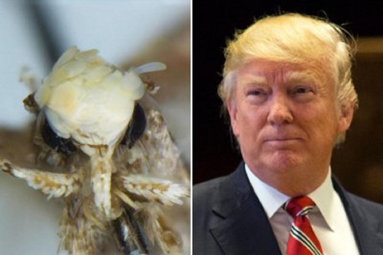 Faceţi cunoştinţă cu "Neopalpa donaldtrumpi"- tiza înaripată a lui ...