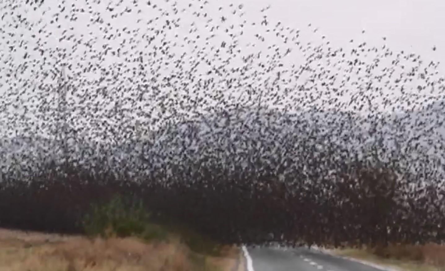 Un stol uriaş de grauri a fost filmat în Munţii Măcinului