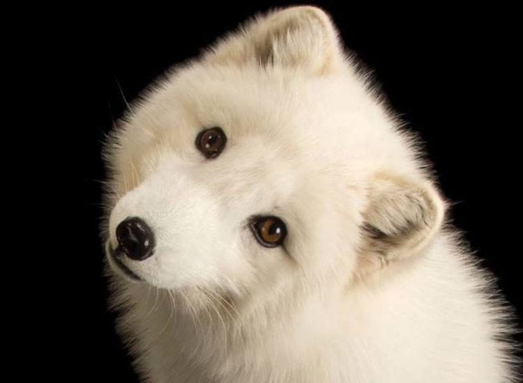 Apel pe Facebook după ce o vulpe polară a evadat, noaptea trecută, din ...