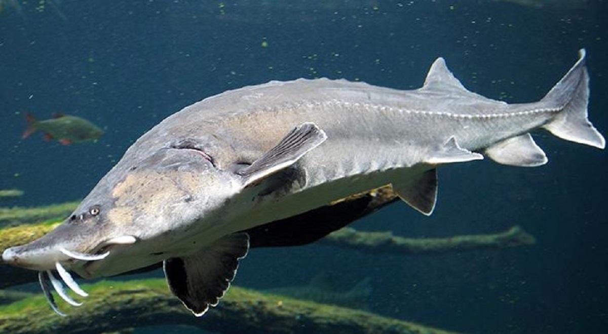 Morun de 200 de kilograme, prins ilegal, eliberat de poliţişti, în Dunăre