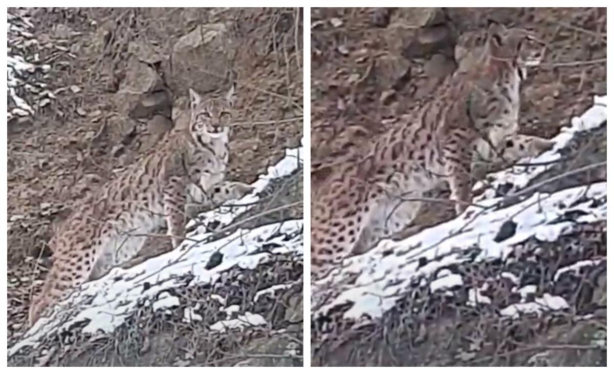 Imagini rare surprinse cu un râs adult pe Valea Ierii, în judeţul Cluj ...