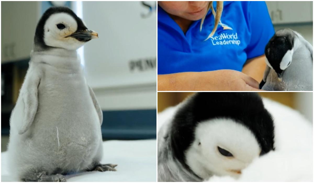 Eveniment rar la un zoo din SUA. Un pui de pinguin a eclozat pentru ...