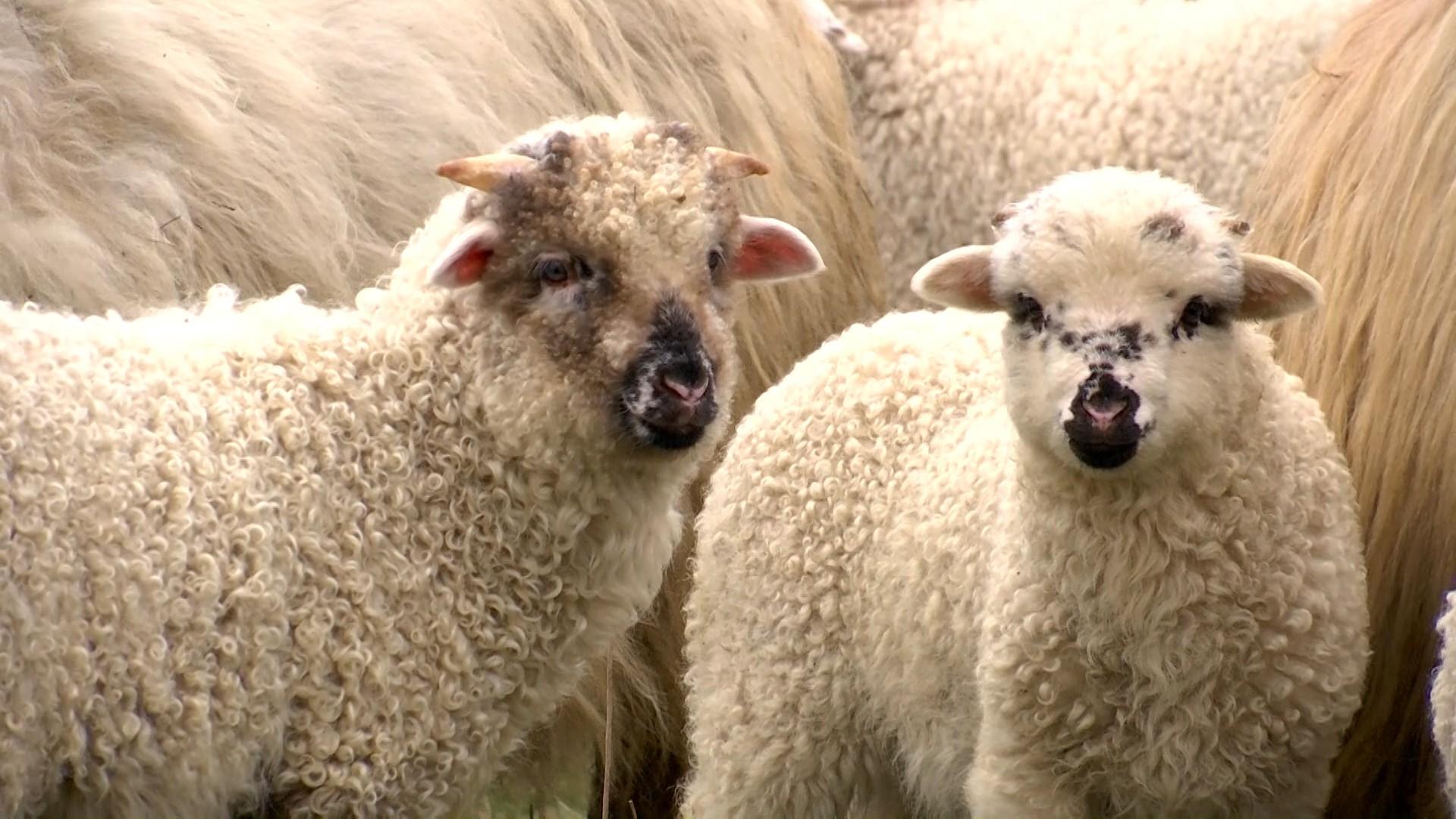 Trei bărbaţi au fost surprinşi în timp ce tăiau o oaie într-o casă în ...
