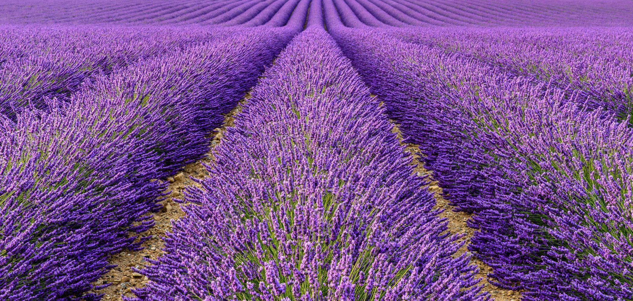 Poze spectaculoase în lanul de lavandă. "Insula" de un mov aprins se ...