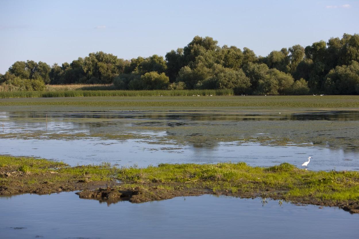 Legea USR care transformă stuful din Deltă la loc în stuf a primit aviz ...