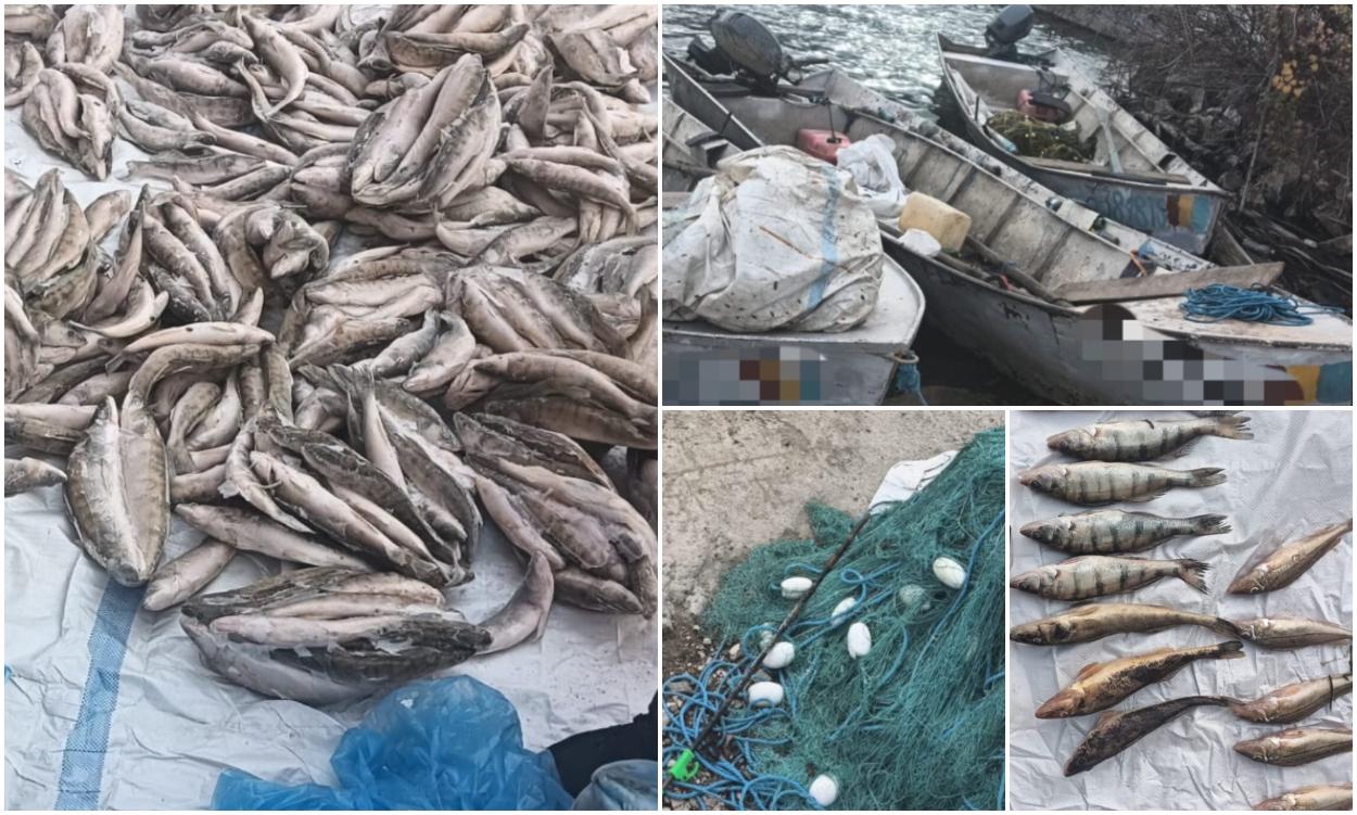 Captură uriaşă de şalău vărgat şi sturion, în Dunăre. Poliţiştii au ...