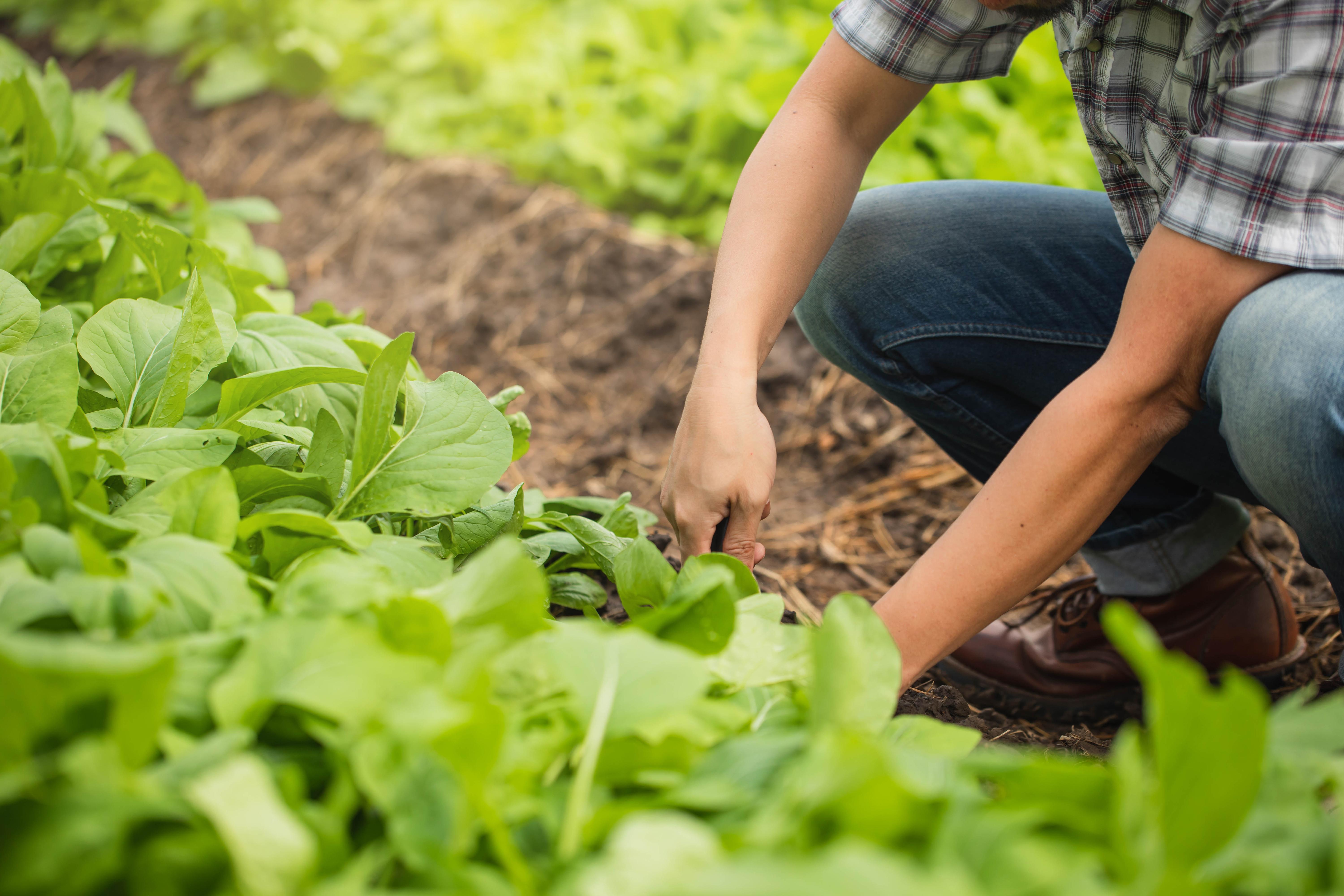 Leguma-minune provenită din Asia care poate fi cultivată şi în România ...