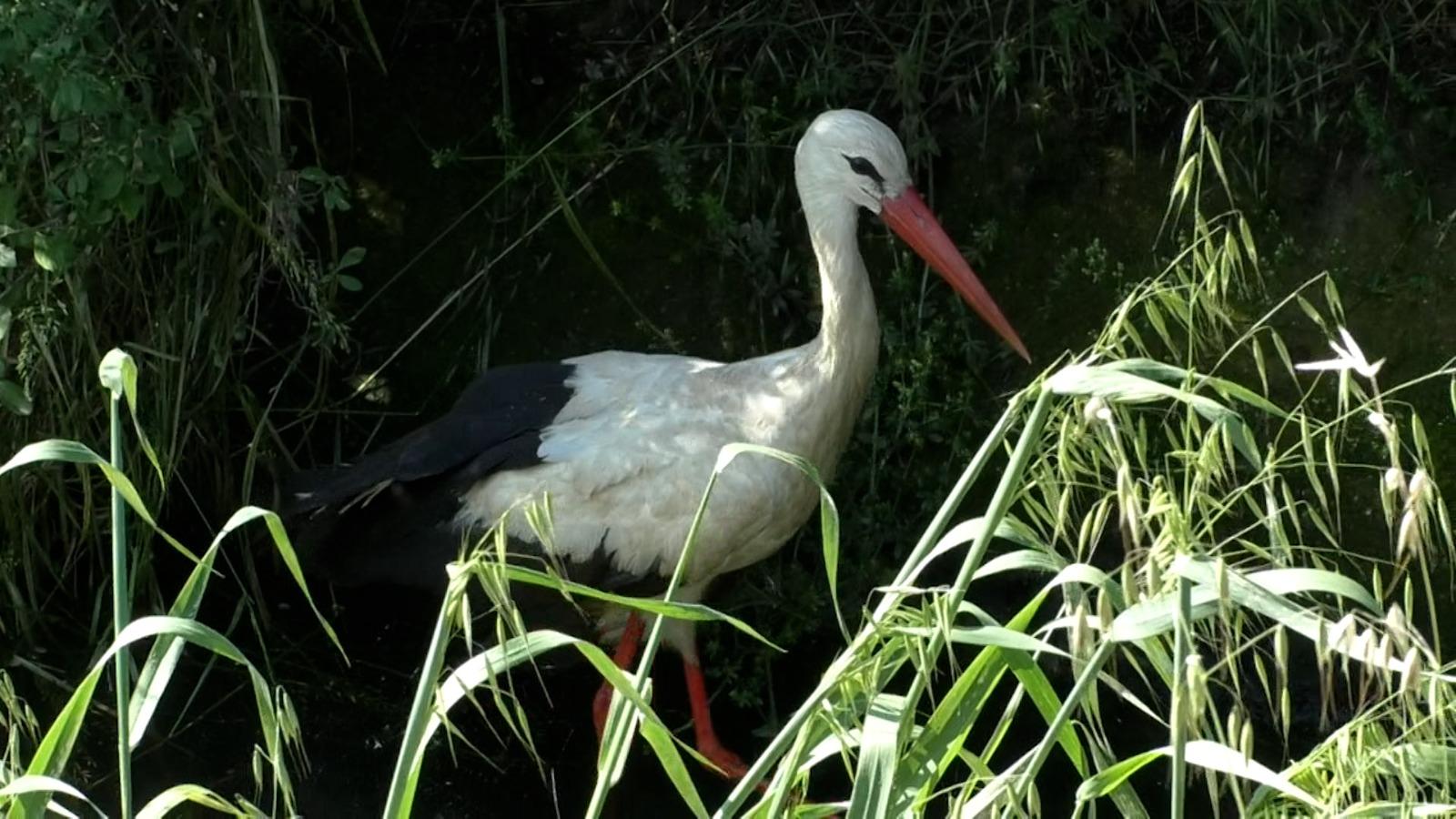 "E vai de capul ei". Pui de barză salvat de la moarte de autorităţi. Şi ...